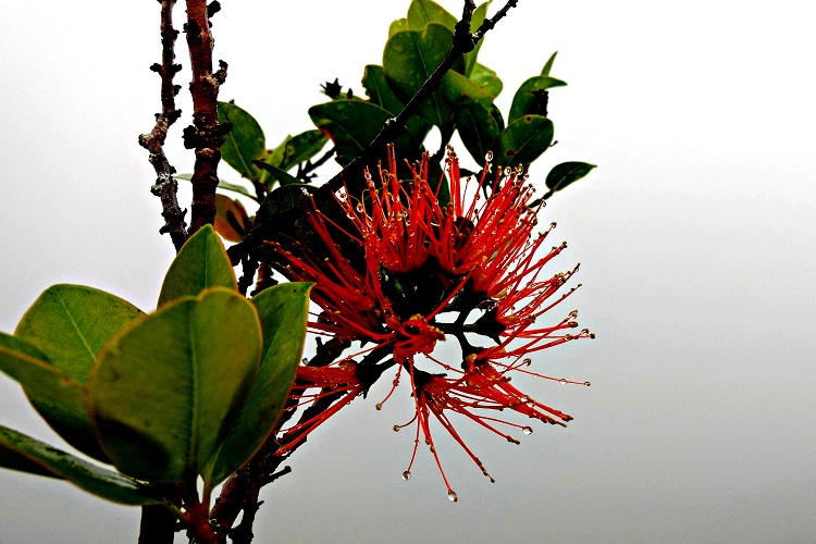 Ohia Lehua - Thirsty For Rain - The Simple Hiker