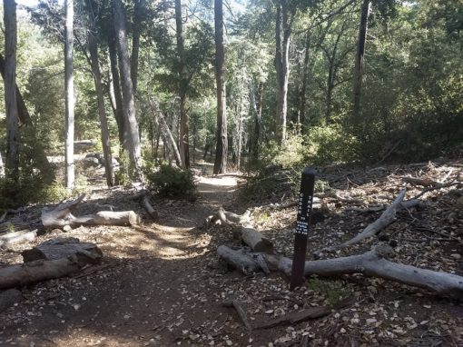 Boucher Trail and Palomar Mountain Loop Trail Guide - The Simple Hiker