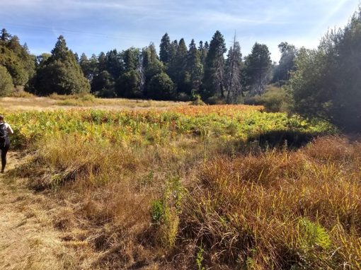 Boucher Trail and Palomar Mountain Loop Trail Guide - The Simple Hiker