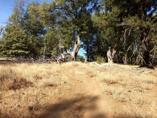 Boucher Trail and Palomar Mountain Loop Trail Guide - The Simple Hiker