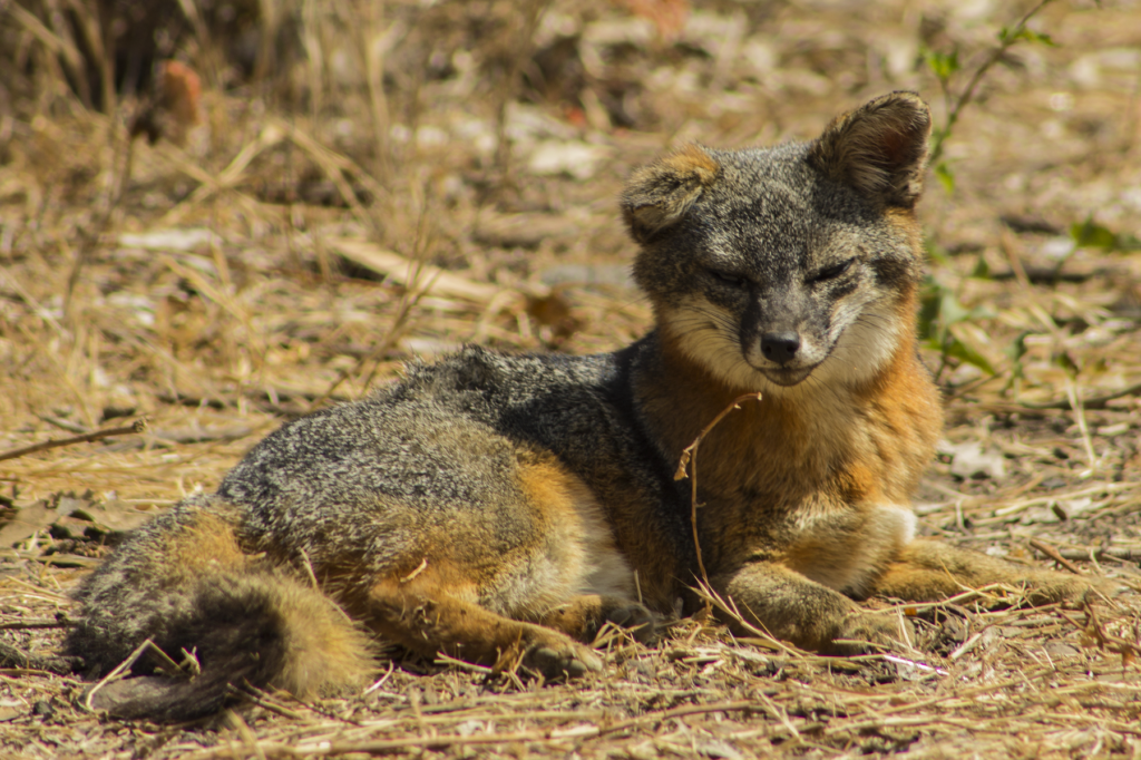 Island Fox - The Simple Hiker