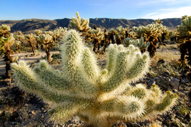 Lake Calavera and Volcano Hiking Guide - The Simple Hiker