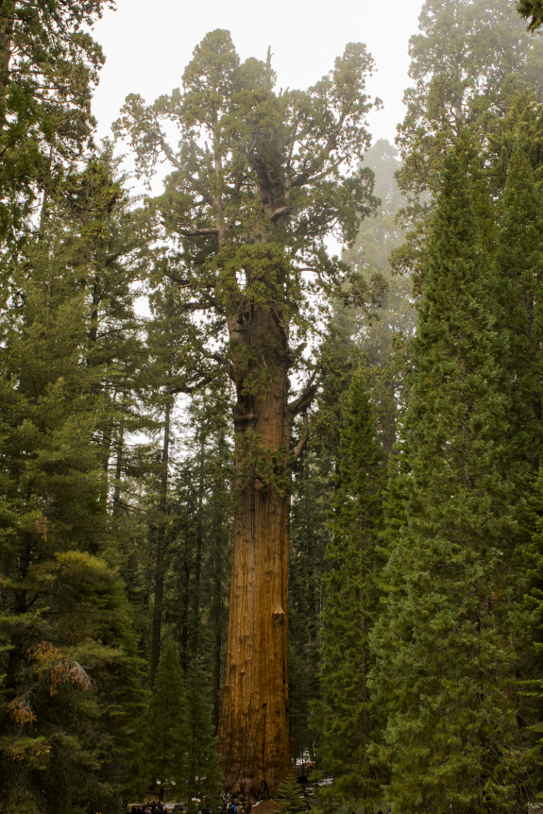 General Sherman Tree Trail Hiking Guide - The Simple Hiker