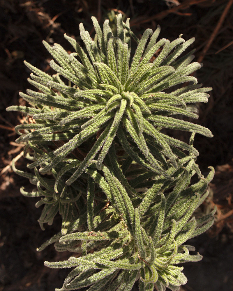 A Hiker's Guide To Poodle-Dog Bush - The Simple Hiker