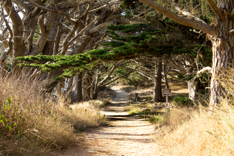 Point Lobos South Shore Trail Hiking Guide - The Simple Hiker