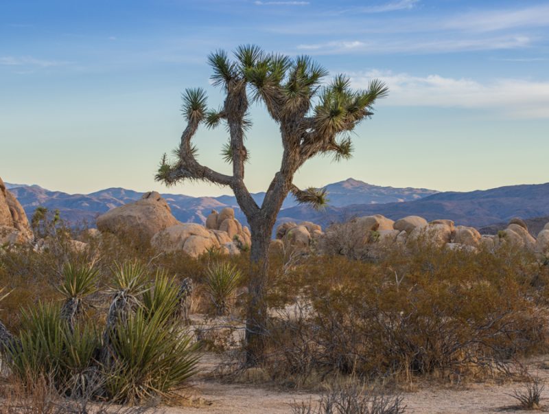 Heart Rock Hiking Guide - Joshua Tree National Park - The Simple Hiker