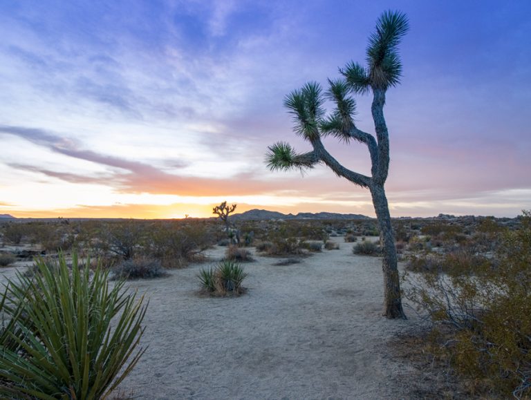 Heart Rock Hiking Guide - Joshua Tree National Park - The Simple Hiker